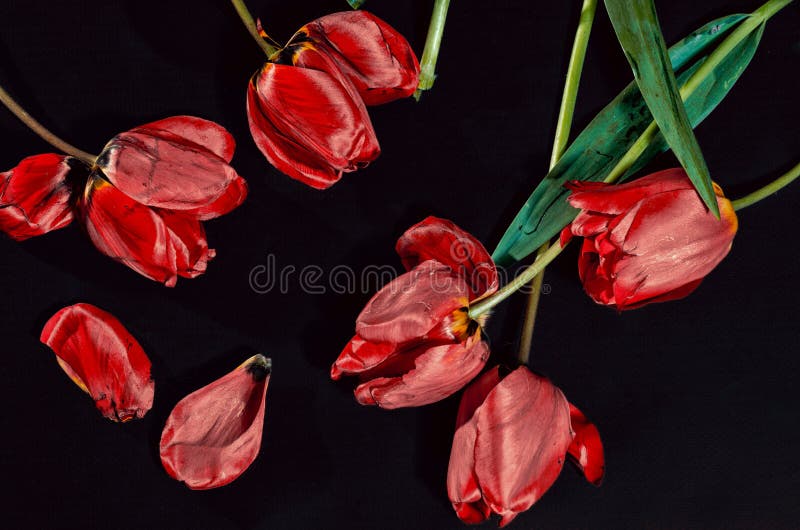 Broken Disheveled Flowers of Red Tulips Scattered on a Black Background ...