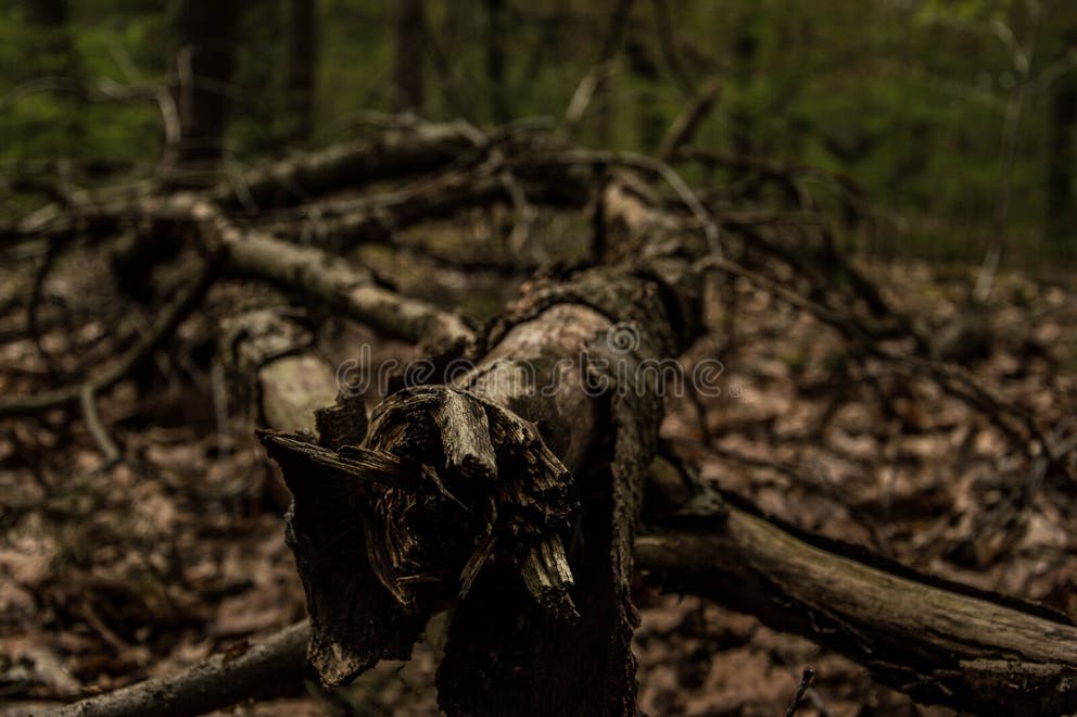 Broken down stock photo. Image of tree, trees, broken - 70826678