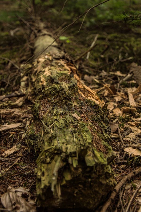 Broken down stock image. Image of broken, tree, fell - 72918743