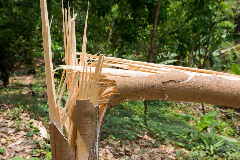 Broken Down Rubber Tree with Milky Latex Flowing Down Background Stock ...