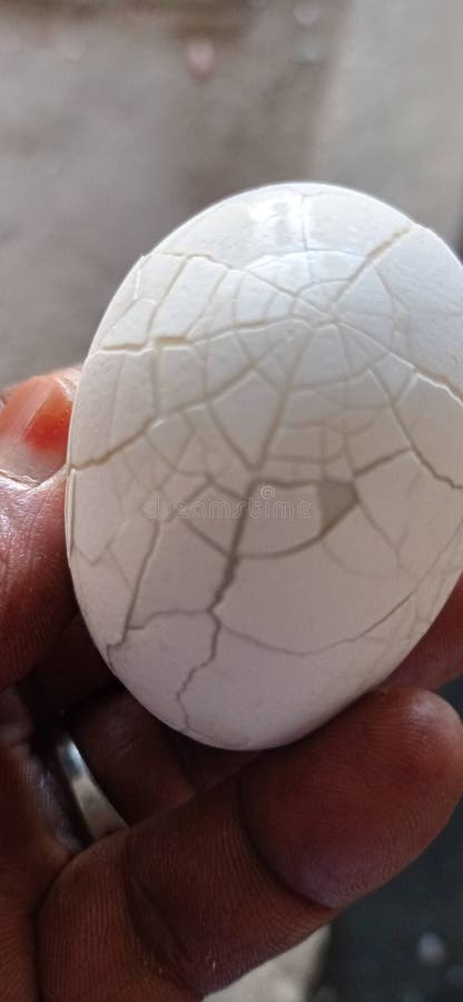 Broken Egg Shell Like Spider Stock Image - Image of spider, like: 241375113