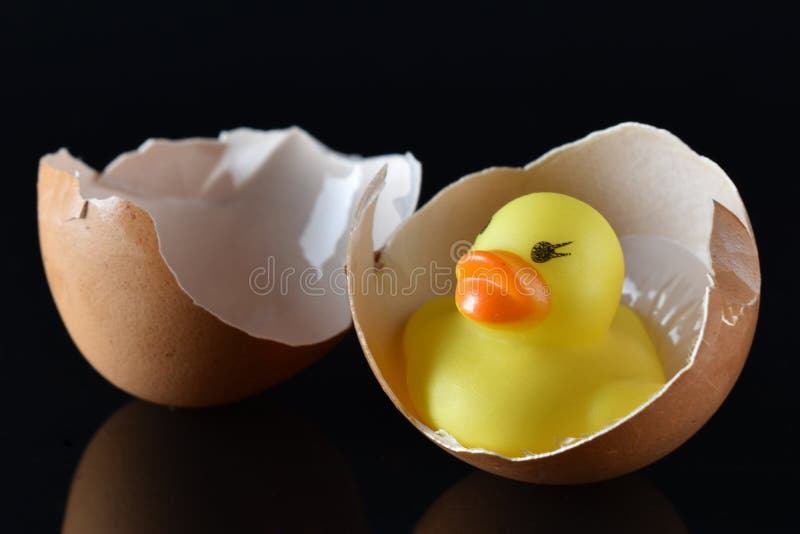 Cracked duck eggs stock image. Image of muscles, empty - 95330891