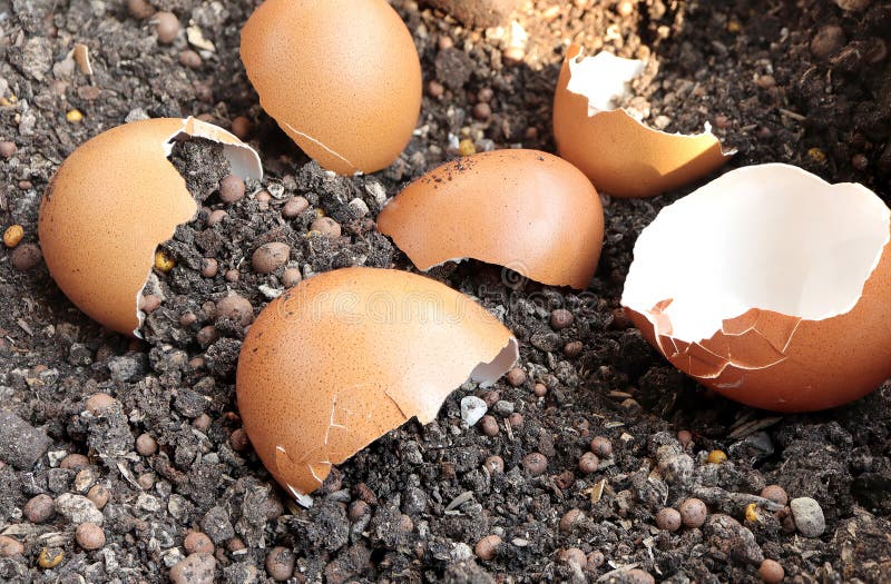 Broken Egg Shells on Soil. Using Eggshell As a Fertilizer. Recycling ...
