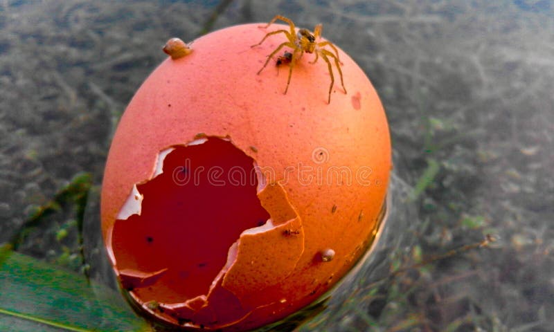 Broken Spider web stock image. Image of network, design - 43353553