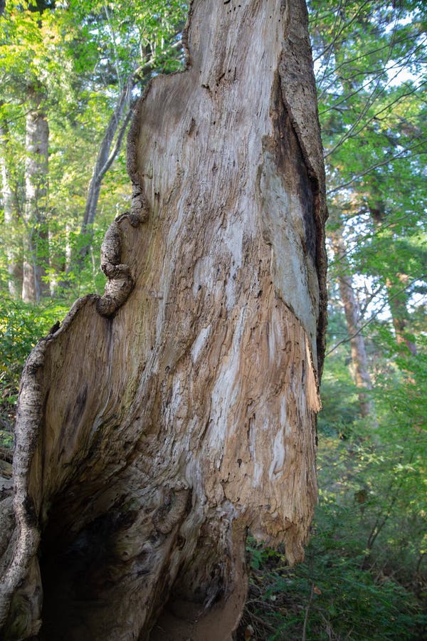 Broken Empty Hollow Tree and Skin Standing in a Forest of Tanzawa ...
