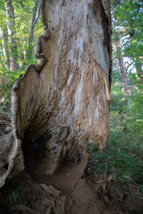 Broken Empty Hollow Tree and Skin Standing in a Forest of Tanzawa ...