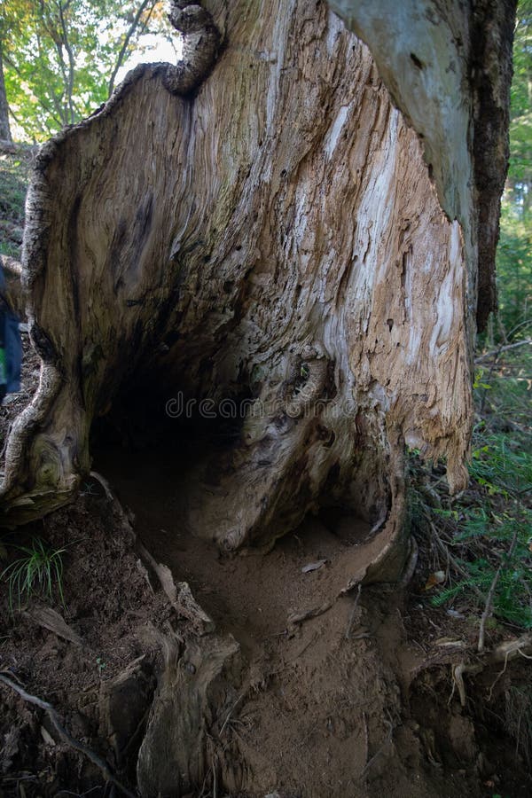 Broken Empty Hollow Tree and Skin Standing in a Forest of Tanzawa ...