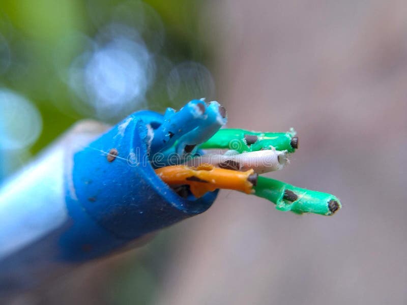 A Broken Ethernet Cable in Detail Stock Photo - Image of details, leaf ...