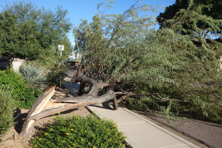 Broken and Fallen Mesquite Tree Stock Photo - Image of summer, damage ...