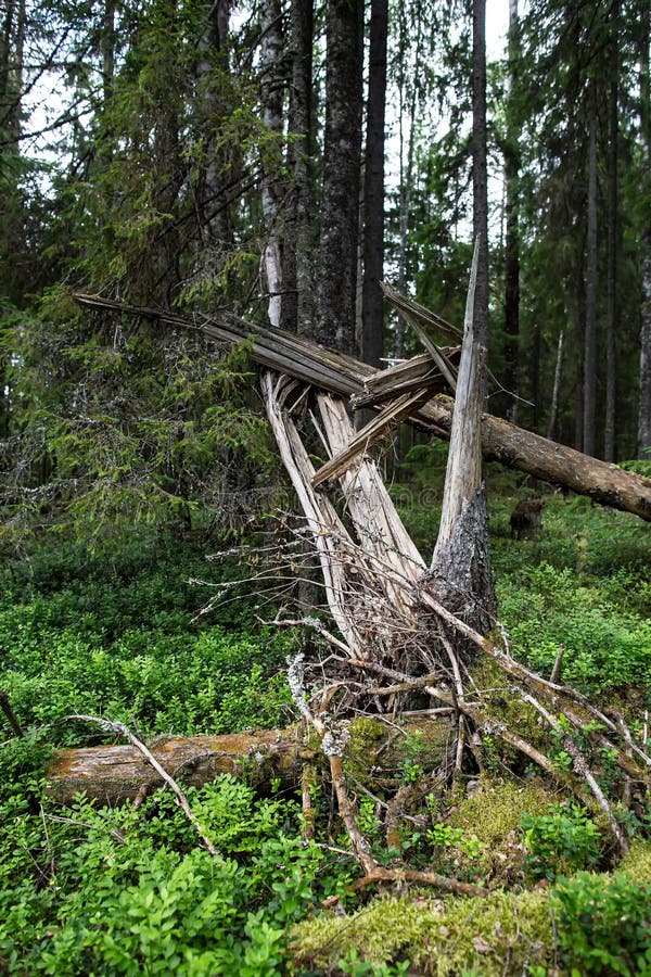Fallen Rotten Tree In A Forest Stock Photo - Image of nature, lifespan ...