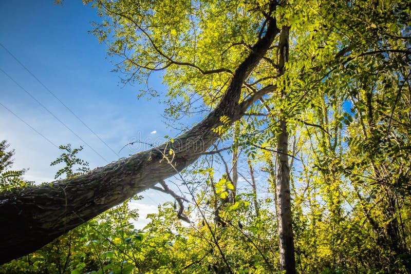Broken Fallen Tree in Beautiful Forest in Blue Sky after Storm Stock ...