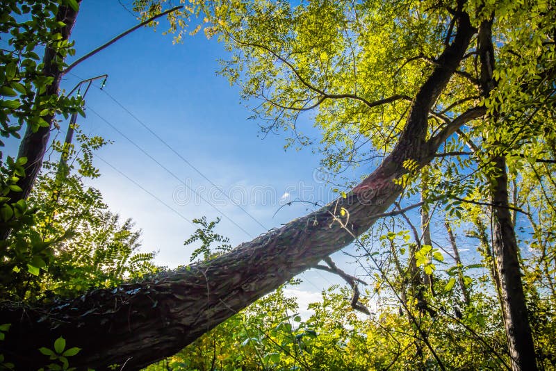 Broken Fallen Tree in Beautiful Forest in Blue Sky after Storm Stock ...