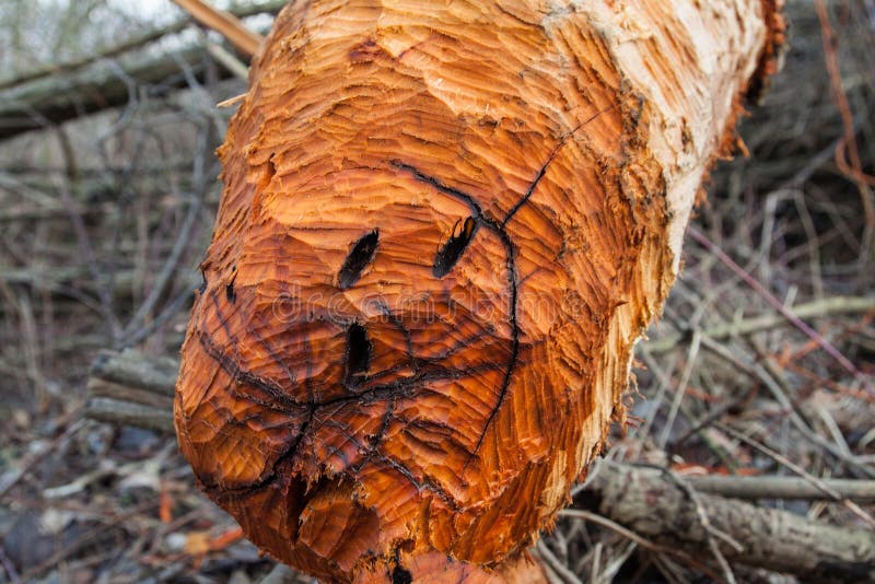 Broken, Fallen Tree of Beaver in the Autumnal Forest. Close-up Stock ...