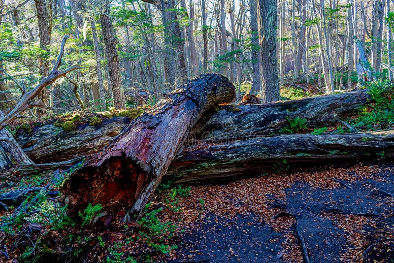 Broken and Fallen Tree in the Forest during Daytime Stock Image - Image ...