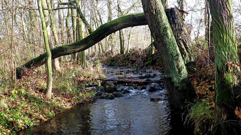 Dry tree in a stream stock footage. Video of nature - 344849766