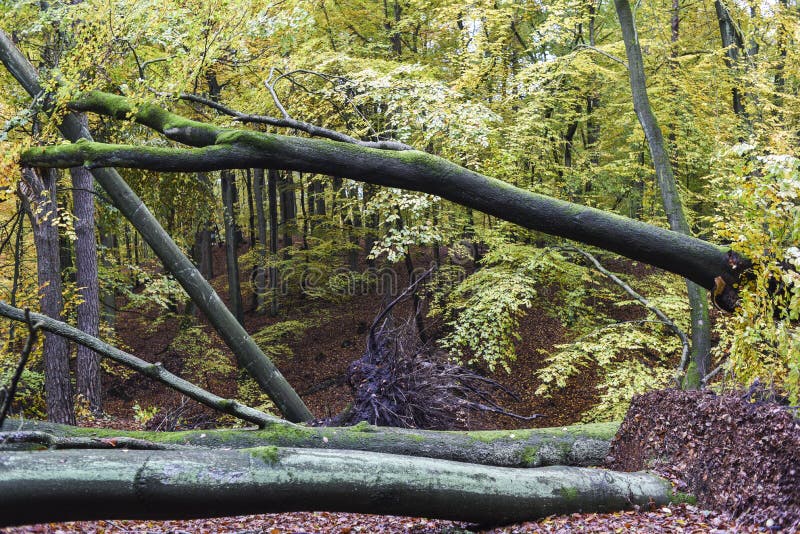 Broken and Fallen Trees in a Deciduous Forest in Autumn Stock Image ...