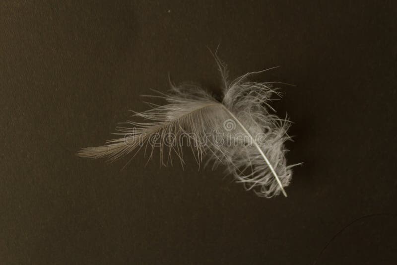 Broken Feather On Black Background Stock Image - Image of business ...