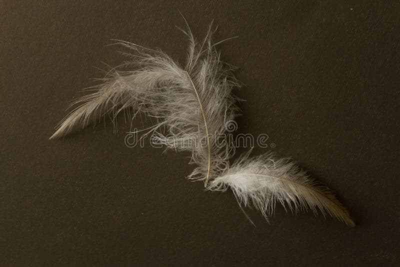 Broken Feather on Black Background Stock Image - Image of business ...
