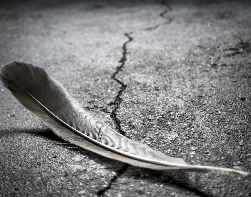 Broken feathers stock photo. Image of blacknwhite, broken - 105363436