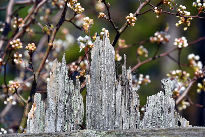 Broken Fence and Sprouting Spring Stock Image - Image of landscape ...