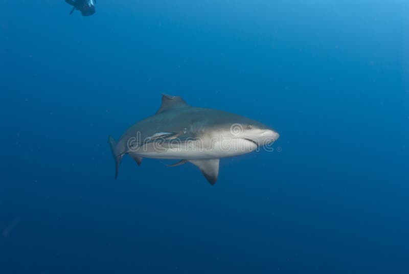 Broken fin stock image. Image of single, ocean, broken - 23006603