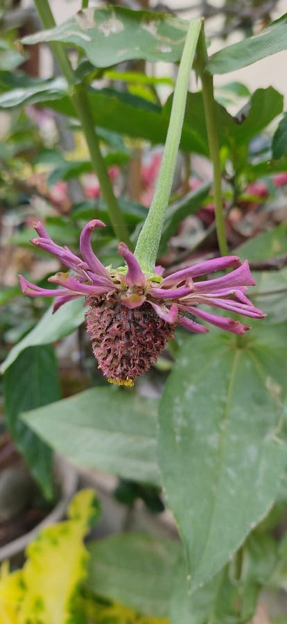 Broken Flower on the Garden Stock Image - Image of garden, wall: 165037657