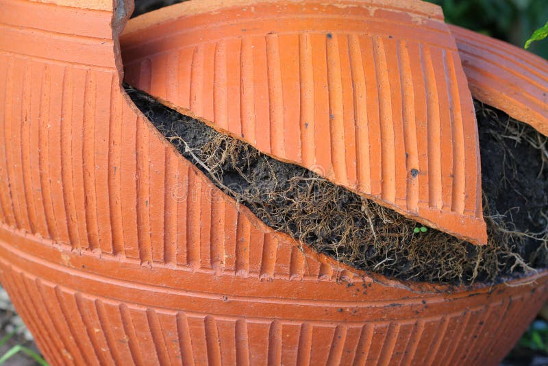 Broken of Flower Pots and Plant Root Out. Stock Photo - Image of plant ...