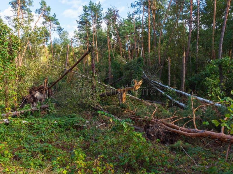 Broken Forest Grove after a Hurricane Stock Photo - Image of leaf ...