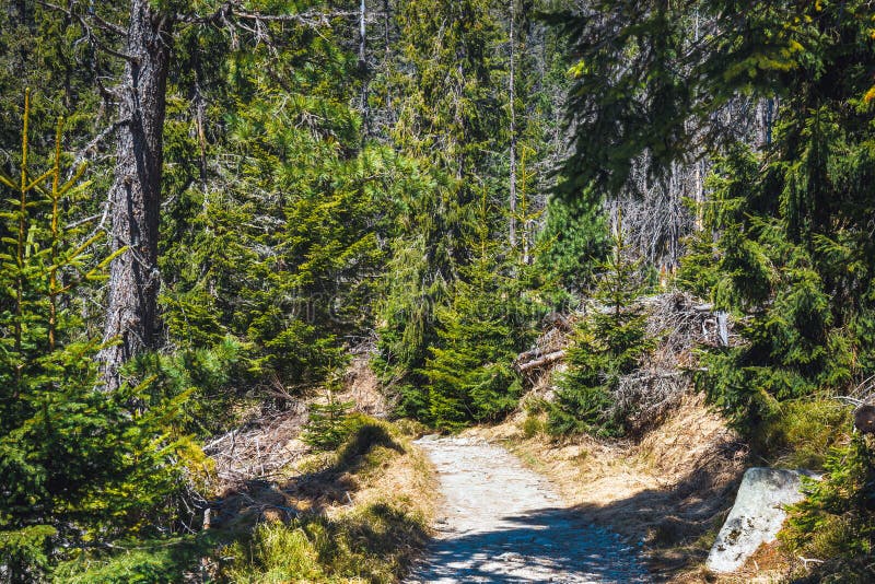 Broken Forest after Mountain Wind Stock Image - Image of green, nature ...