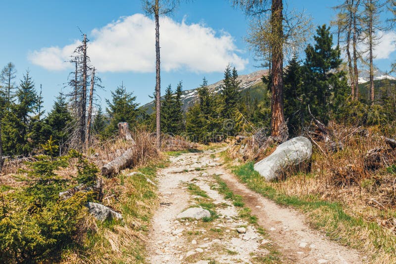 Broken Forest after Mountain Wind Stock Photo - Image of pine, leaf ...