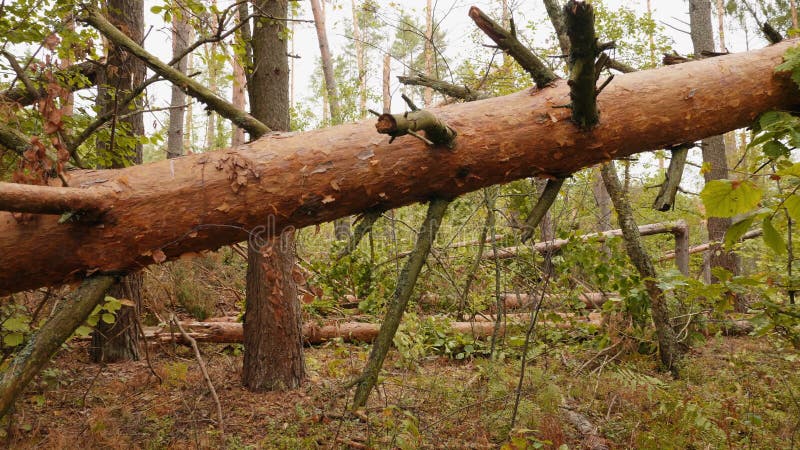 Broken Forest after Powerful Hurricane Stock Footage - Video of ...