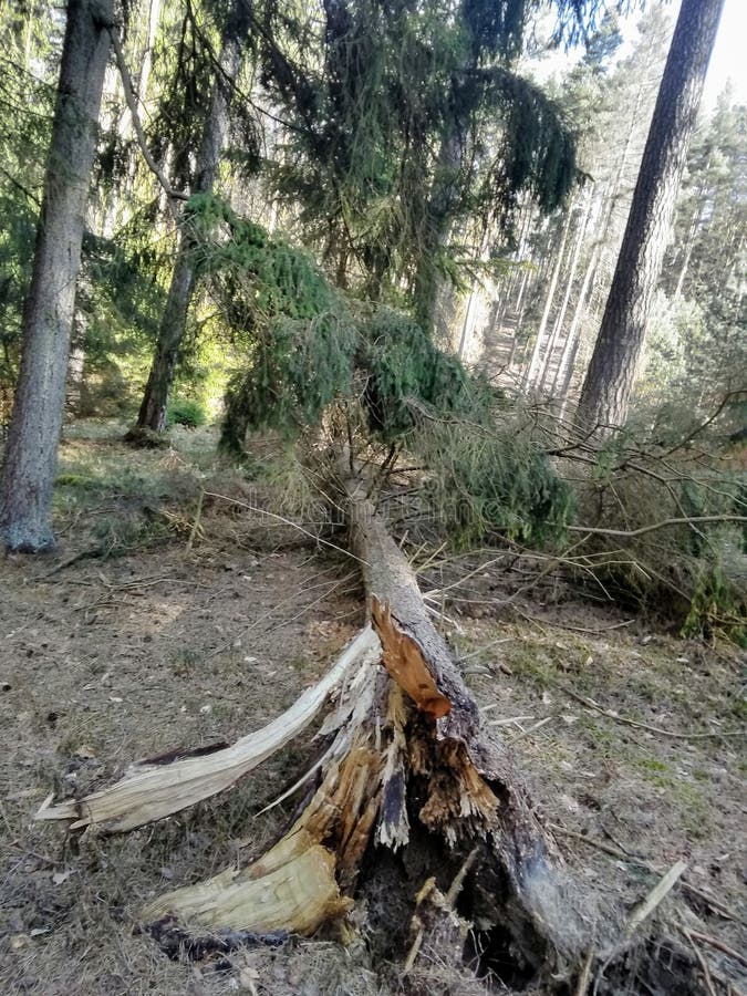 Broken trees in forest stock photo. Image of broken - 146100108