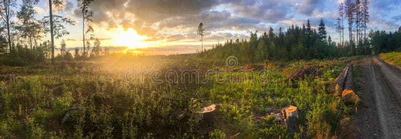 Trees in a Forest Damaged during a Wind Storm Stock Image - Image of ...
