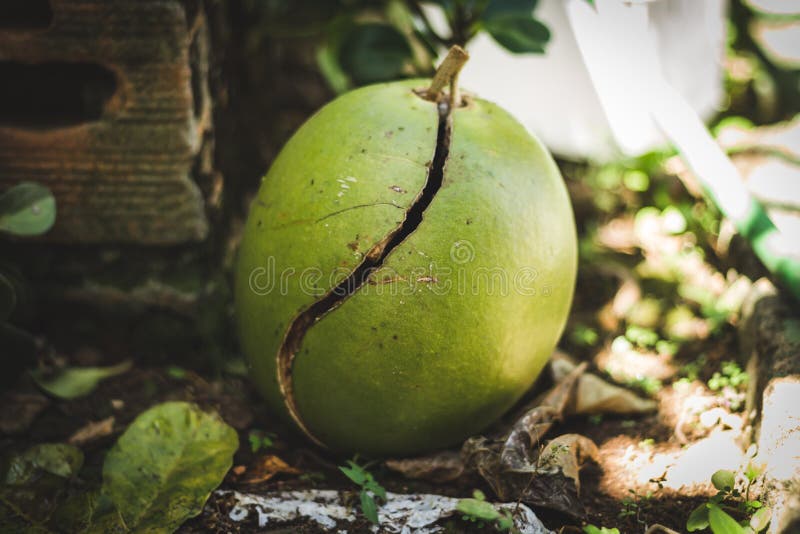 Broken Fruit of Cerbera Odollam or Suicide Tree or Pong-pong. Stock ...