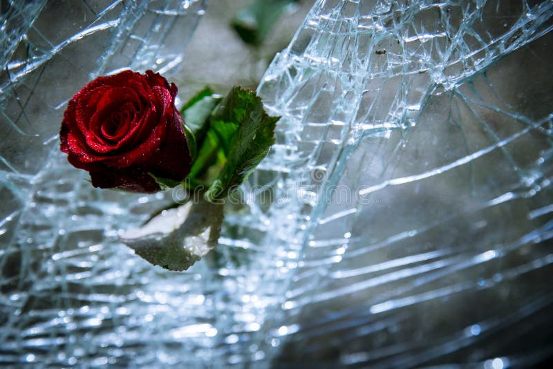 Shattered Glass Rose