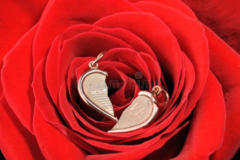 Broken Gold Heart in a Red Rose Stock Image - Image of broken ...