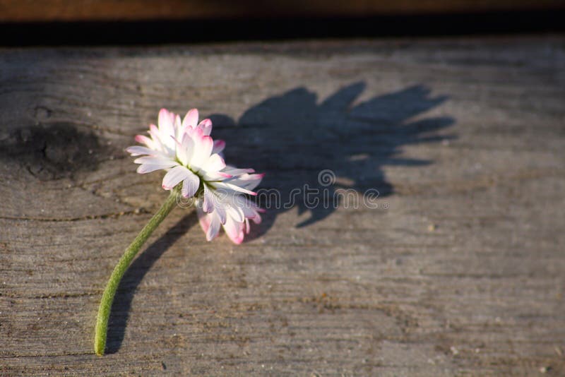 Broken Gowan stock photo. Image of summer, petal, daisy - 71442254