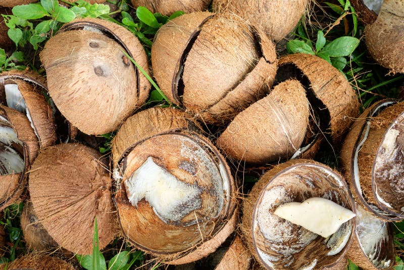Broken coconut shell stock photo. Image of tropical, objects - 18021210