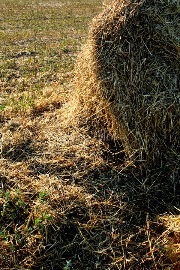 Broken Hay Bale On The Field Picture. Image: 3002766
