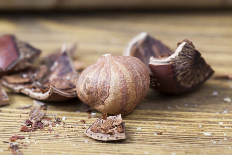 Broken Hazelnut Shells stock image. Image of edible, snack - 3103275