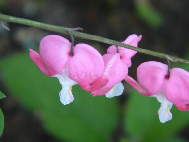 Broken heart flower stock image. Image of wildflower - 219547763