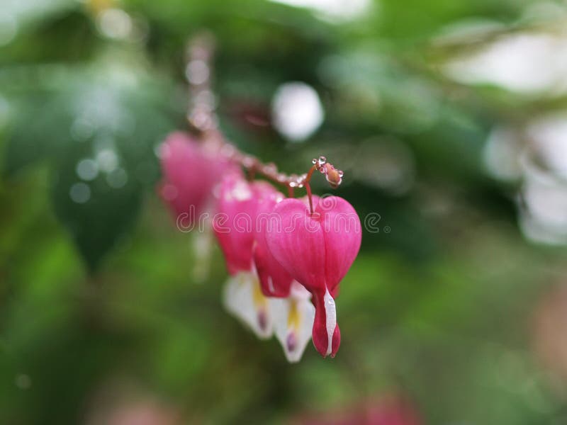 Broken heart flowers stock image. Image of love, green - 26958395