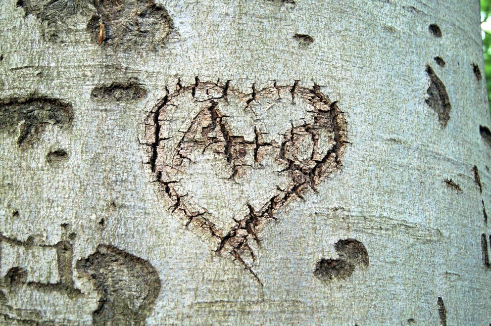 Broken heart stock photo. Image of bark, scar, lovers - 54664628