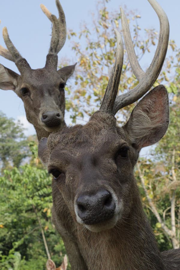Horned deer stock photo. Image of mammal, fauna, asia - 25265830