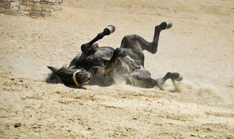 Horse Falling Down Stock Photos - Free & Royalty-Free Stock Photos from ...