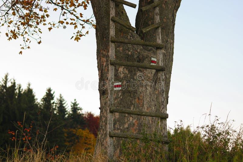 Broken Ladder with a Rung Missing Stock Photo - Image of concepts ...