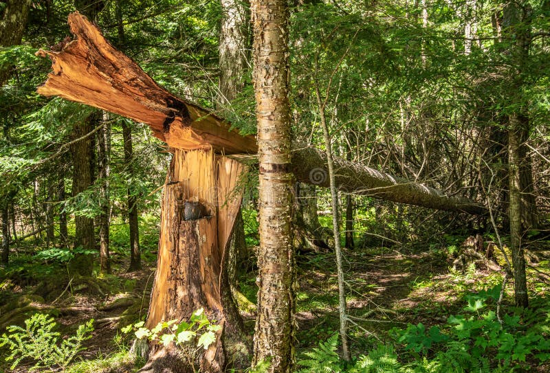 Broken Large Pine Tree from Summer Wind Storm Stock Image - Image of ...