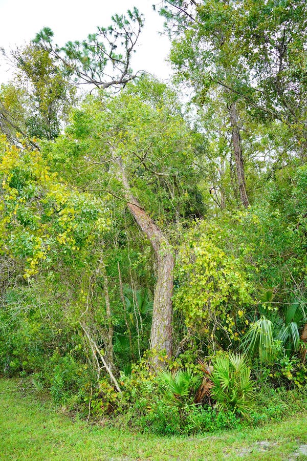 Broken Large Tree Aftermath of a Violent Disaster Hurrican Stock Photo ...