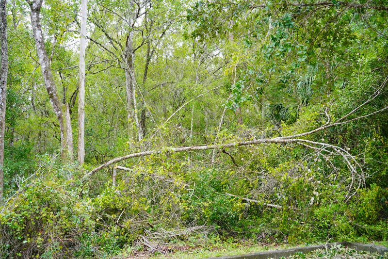 Broken Large Tree Aftermath of a Violent Disaster Hurrican Stock Image ...