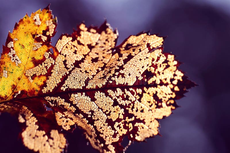A Broken Leaf Against the Light Stock Photo - Image of backgrounds ...